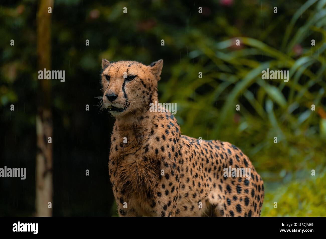 Close up of a Cheetah wild cat's striking brown eyes and black nose ...