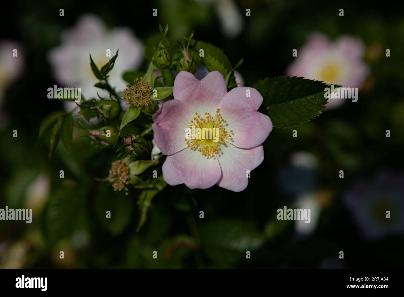 Dog Rose (Rosa canina Stock Photo - Alamy