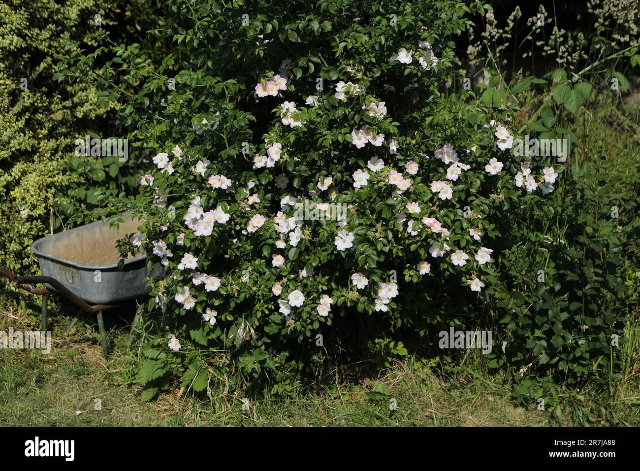 Dog Roses with Wheelbarrow Stock Photo - Alamy