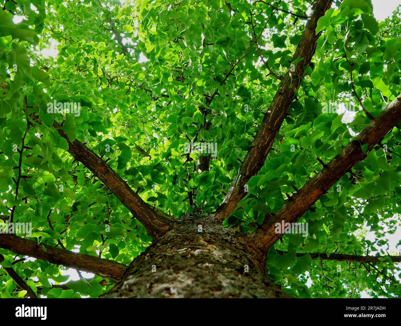 green Ginkgo Biloba tree. diminishing perspective. herbal and natural ...