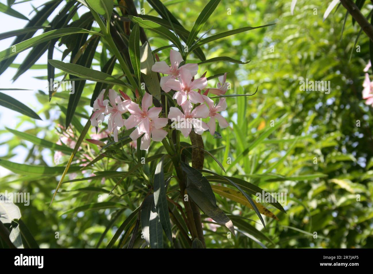 Flamingo pink Oleander flowers (Nerium oleander) in a garden : (pix ...