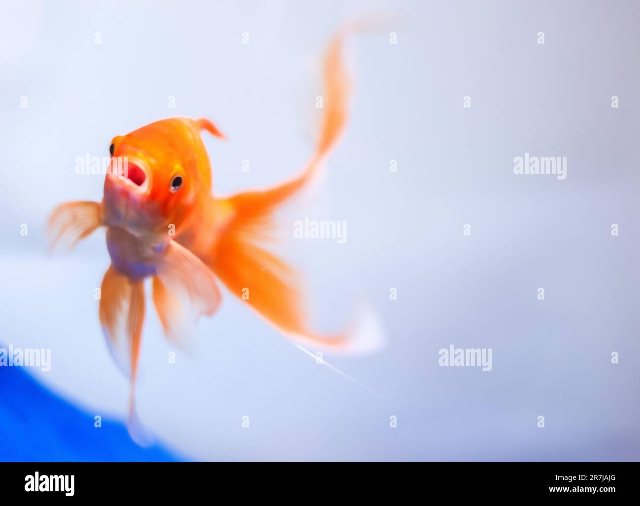 Giant Pet Goldfish