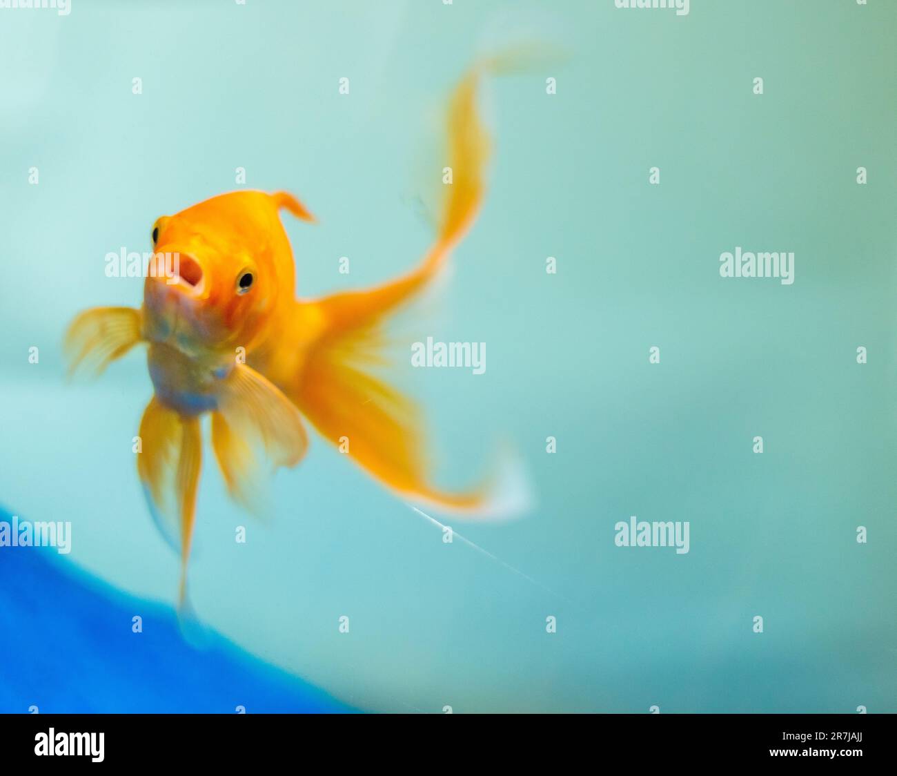 Giant Pet Goldfish