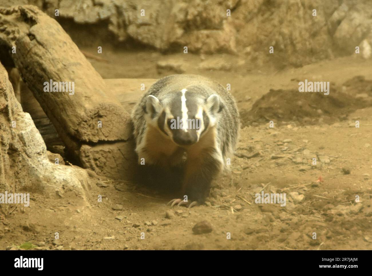 Los Angeles, California, USA 14th June 2023 American Badger at LA Zoo ...