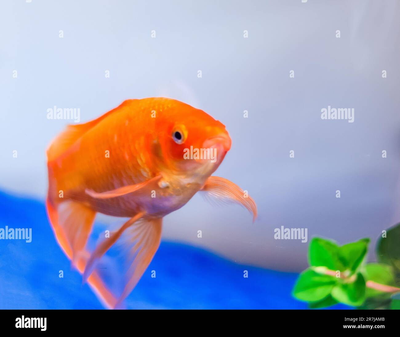 A giant pet Goldfish swimming around the tank glass awaiting it's next ...
