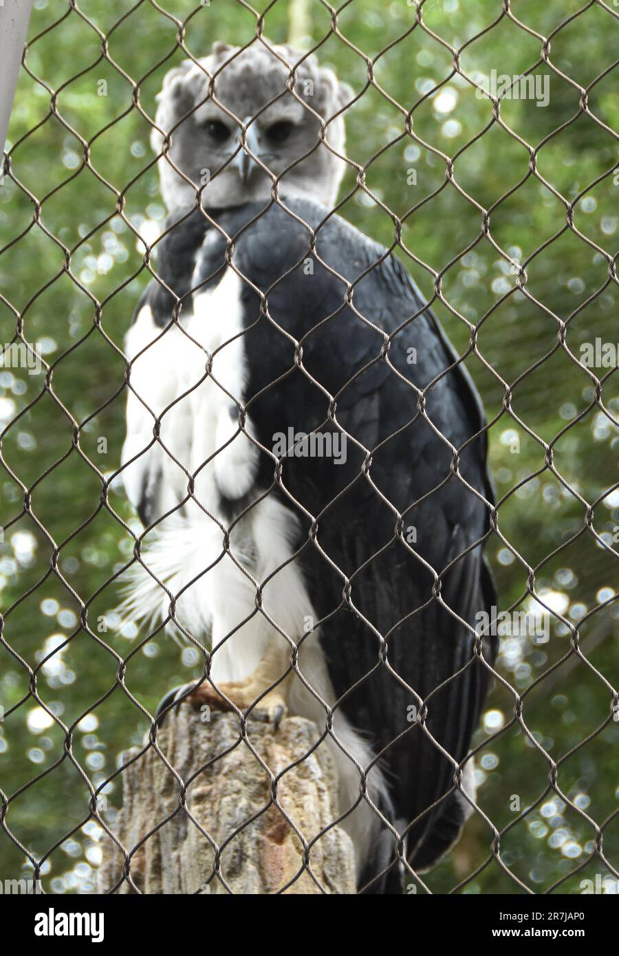Los Angeles, California, USA 14th June 2023 Harpy Eagle at LA Zoo on ...