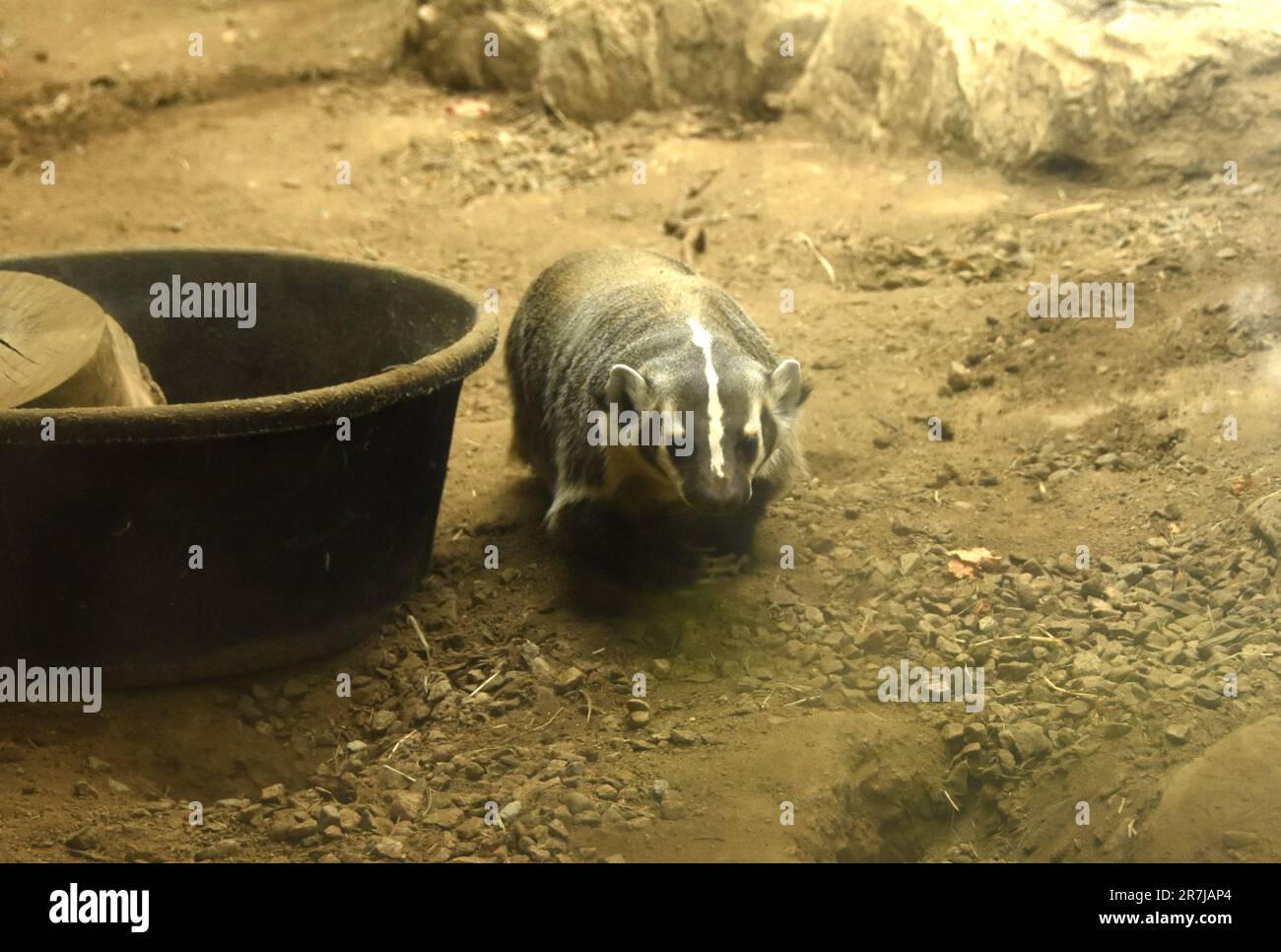 Los Angeles, California, USA 14th June 2023 American Badger at LA Zoo ...
