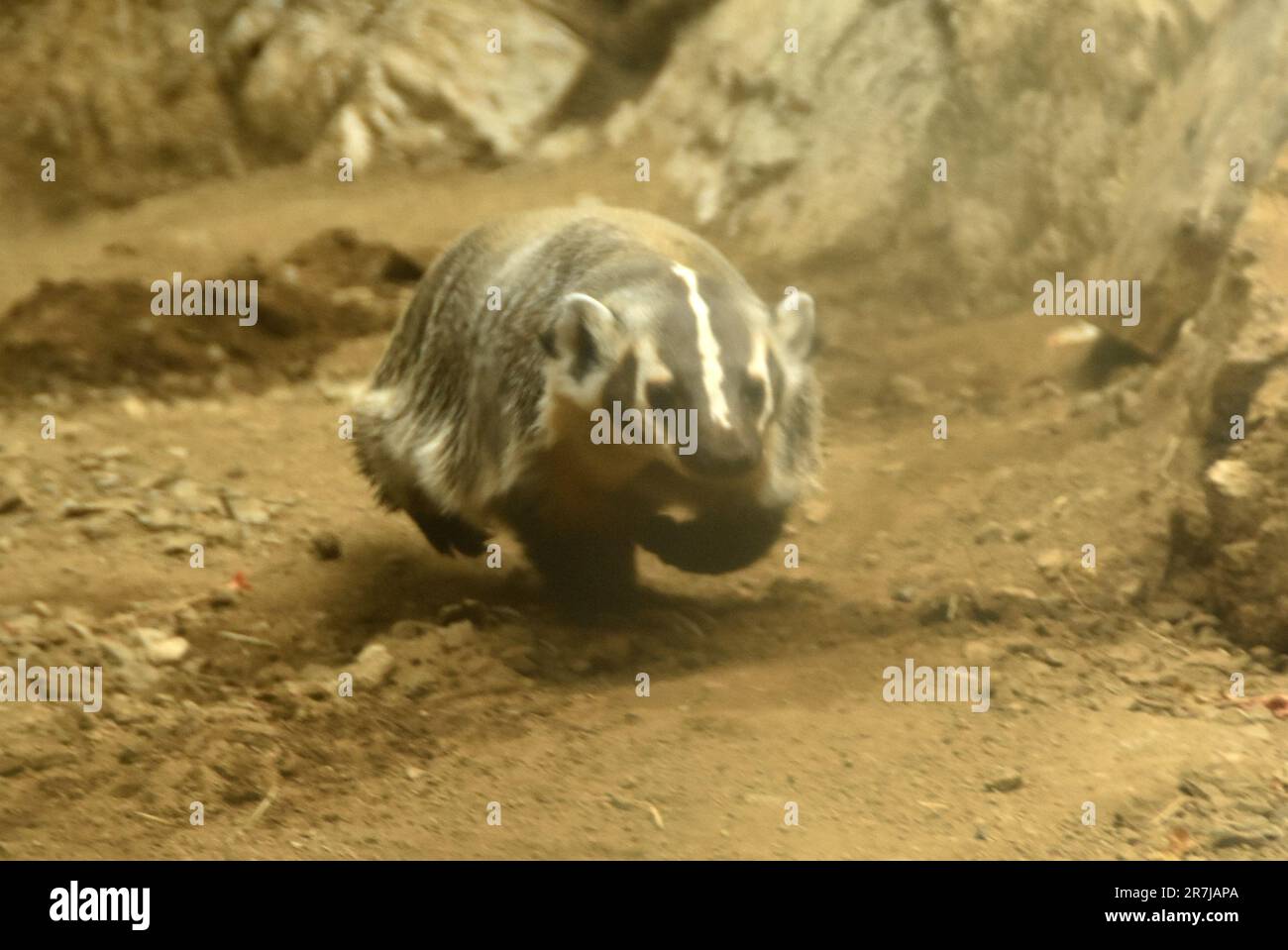 Los Angeles, California, USA 14th June 2023 American Badger at LA Zoo ...