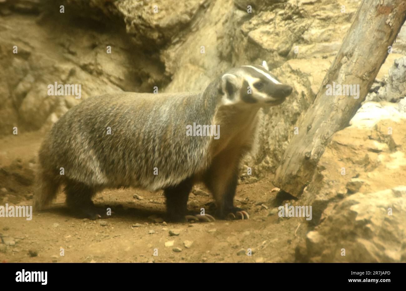 Los Angeles, California, USA 14th June 2023 American Badger at LA Zoo ...