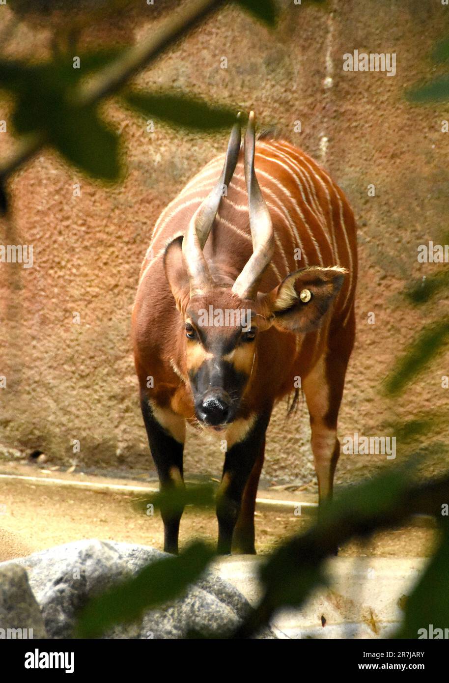 Los Angeles, California, USA 14th June 2023 Mountain Bongo at LA Zoo on ...