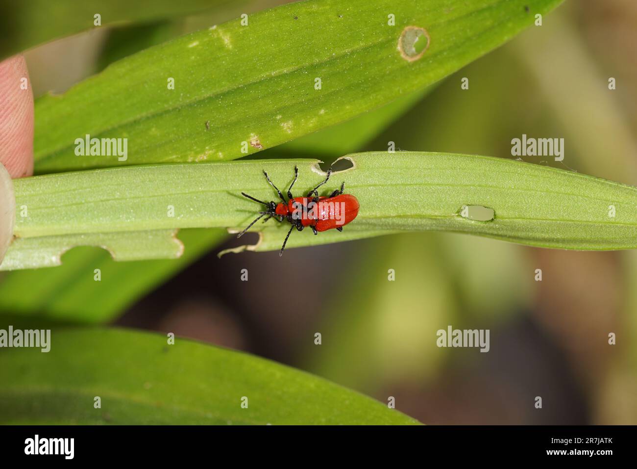 Underside of a damaged lily leaf with Scarlet lily beetles (Lilioceris ...