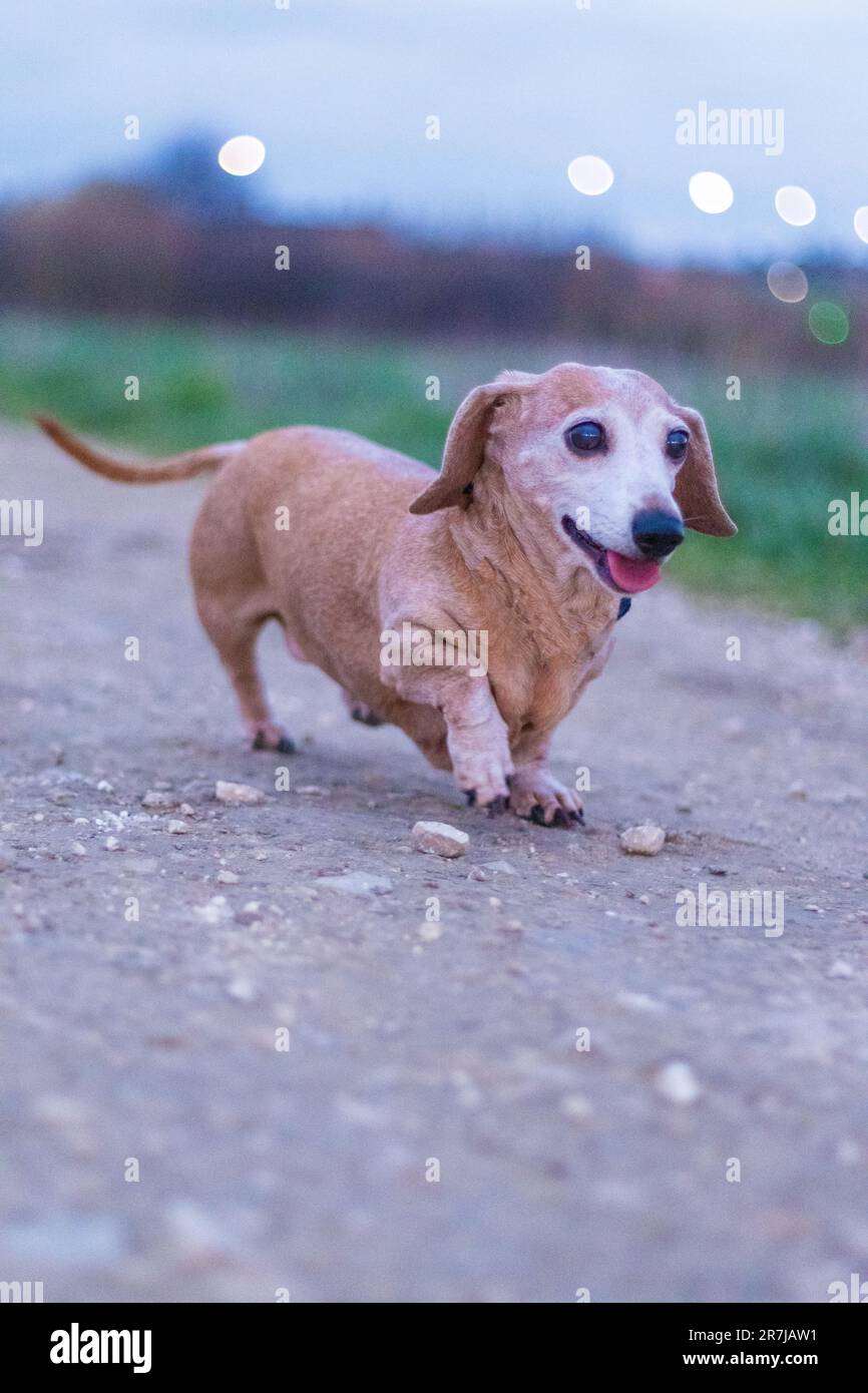 A beautiful Miniature Dachshund breed of dog enjoying going for a walk ...