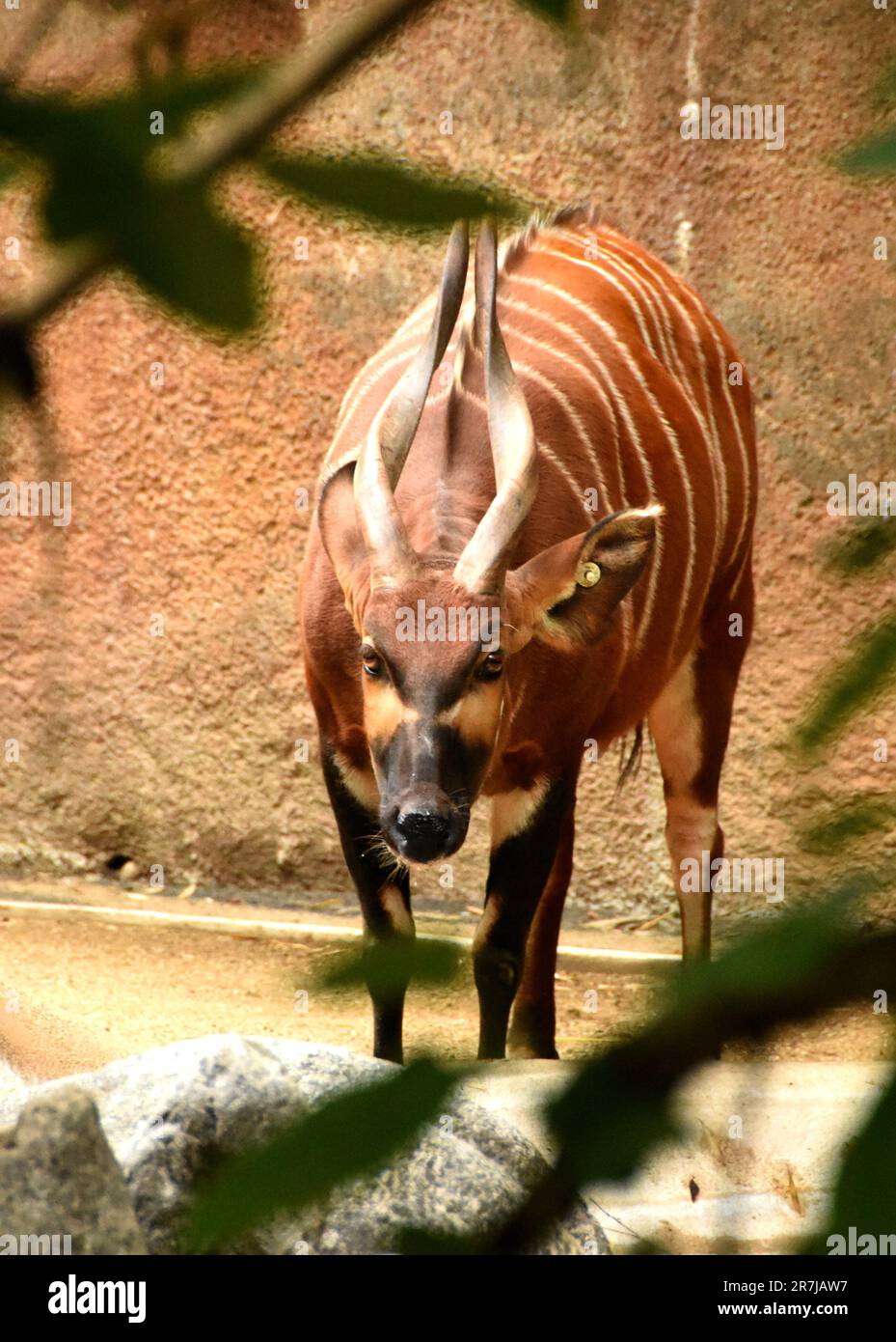 Los Angeles, California, USA 14th June 2023 Mountain Bongo at LA Zoo on ...