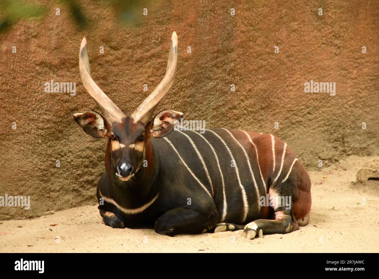 Los Angeles, California, USA 14th June 2023 Mountain Bongo at LA Zoo on ...