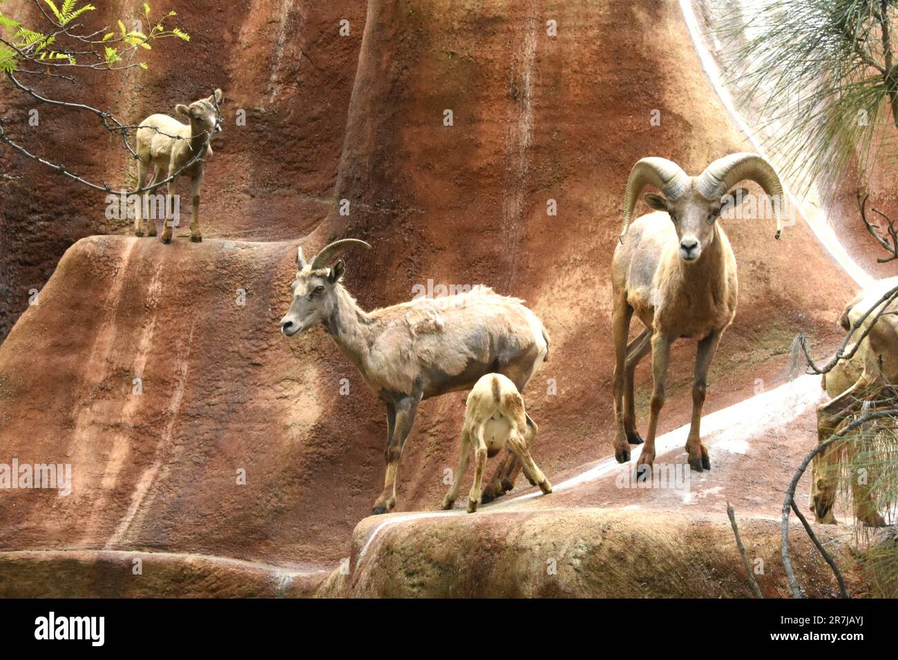 Los Angeles, California, USA 14th June 2023 Desert Bighonr Sheep Lambs ...