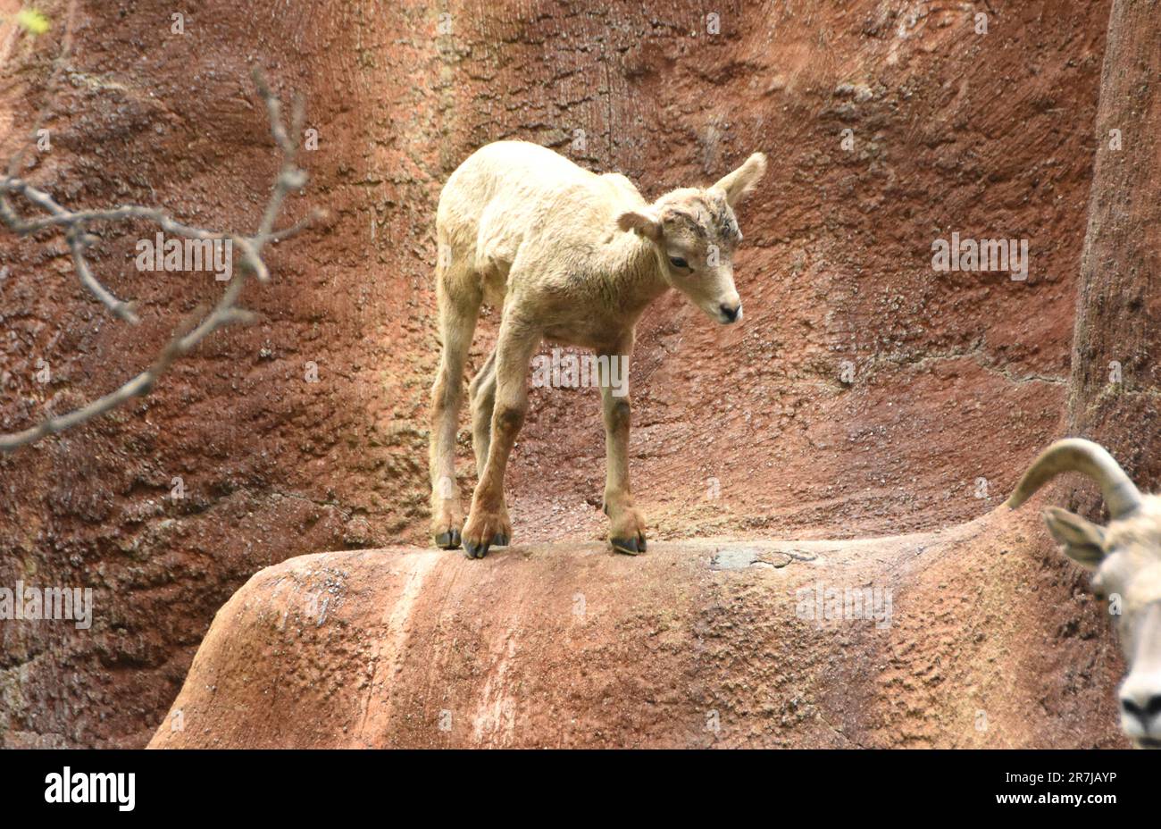 Los Angeles, California, USA 14th June 2023 Desert Bighonr Sheep Lamb ...