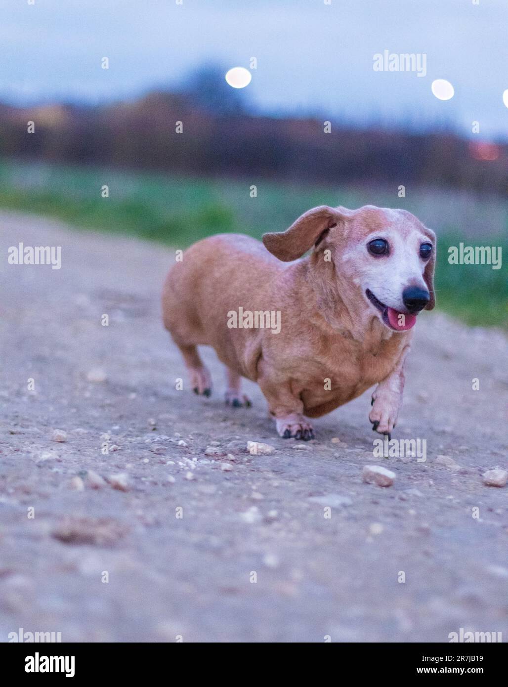 A beautiful Miniature Dachshund breed of dog enjoying going for a walk ...