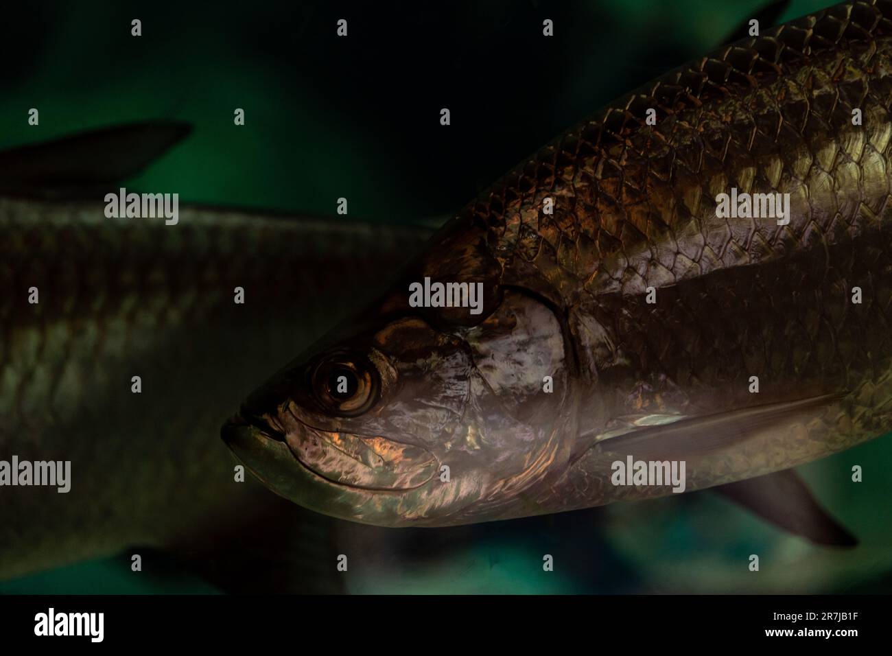 Underwater view of the Atlantic Tarpon, close up on the head Stock ...