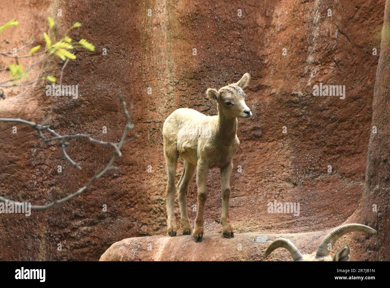 Los Angeles, California, USA 14th June 2023 Desert Bighonr Sheep Lamb ...