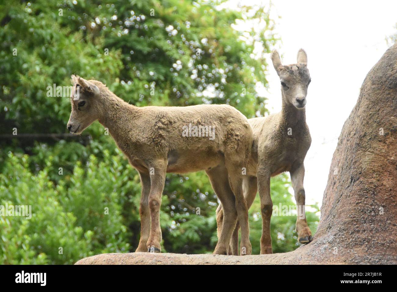 Los Angeles, California, USA 14th June 2023 Desert Bighonr Sheep Lambs ...