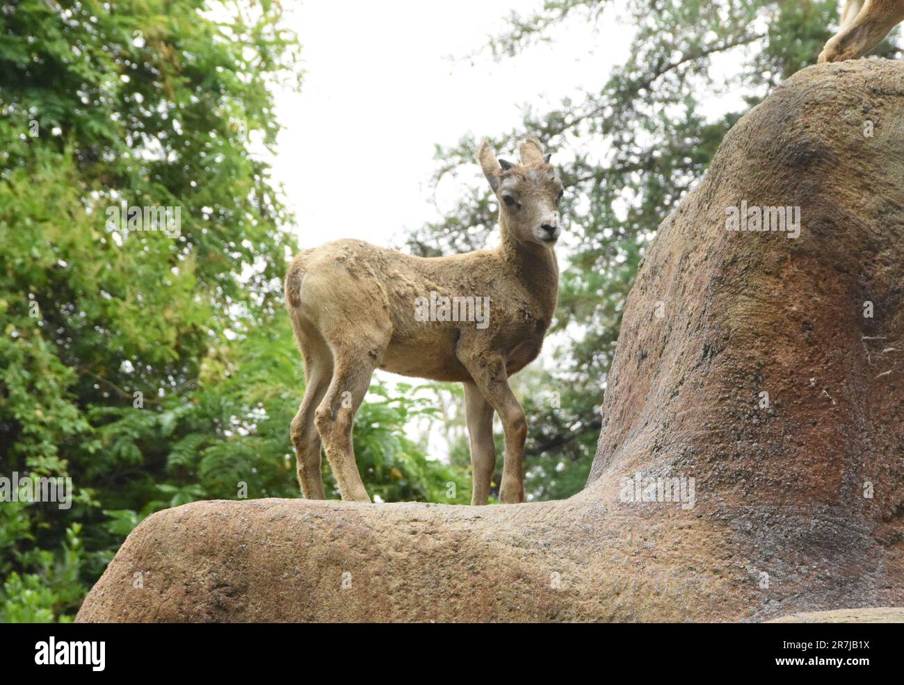 Los Angeles, California, USA 14th June 2023 Desert Bighonr Sheep Lamb ...