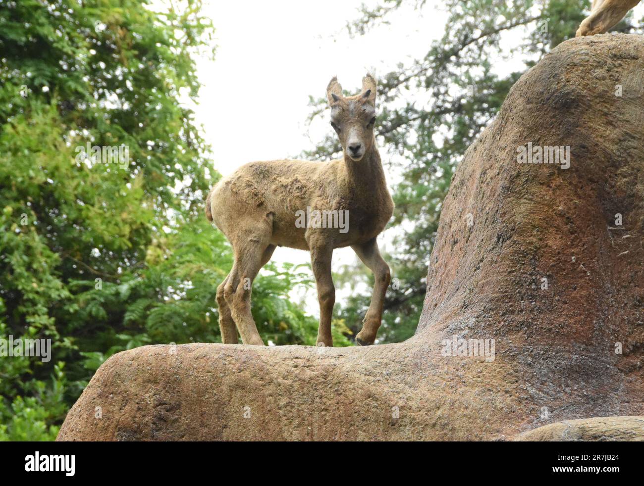 Los Angeles, California, USA 14th June 2023 Desert Bighonr Sheep Lamb ...