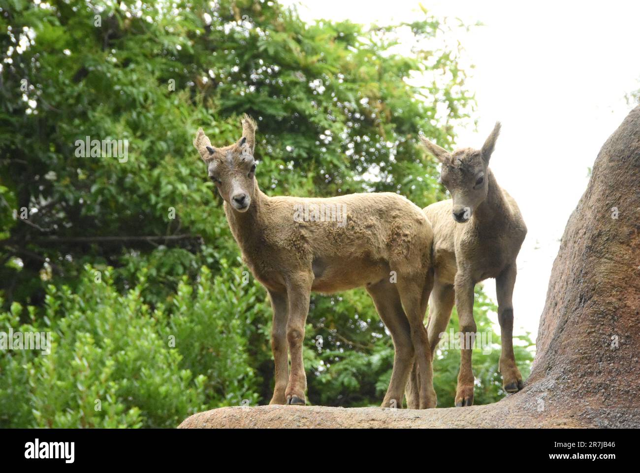Los Angeles, California, USA 14th June 2023 Desert Bighonr Sheep Lambs ...