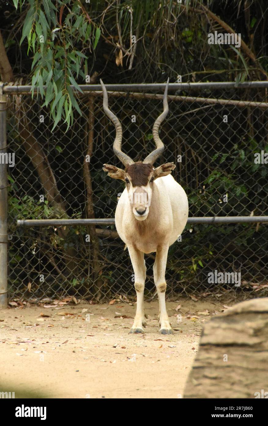 Los Angeles, California, USA 14th June 2023 Addax at LA Zoo on June 14 ...