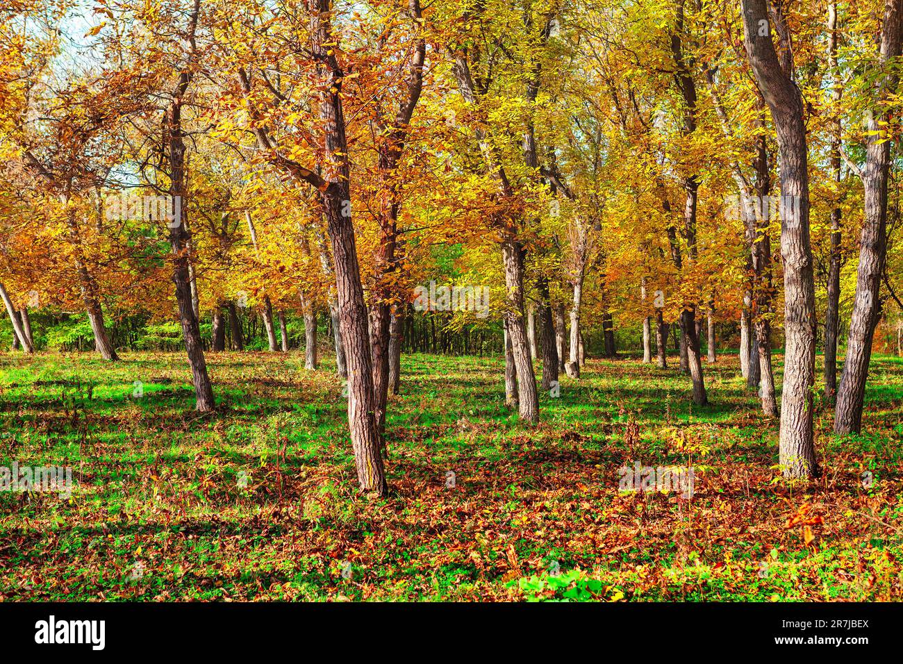 Grove walnut trees hi-res stock photography and images - Alamy