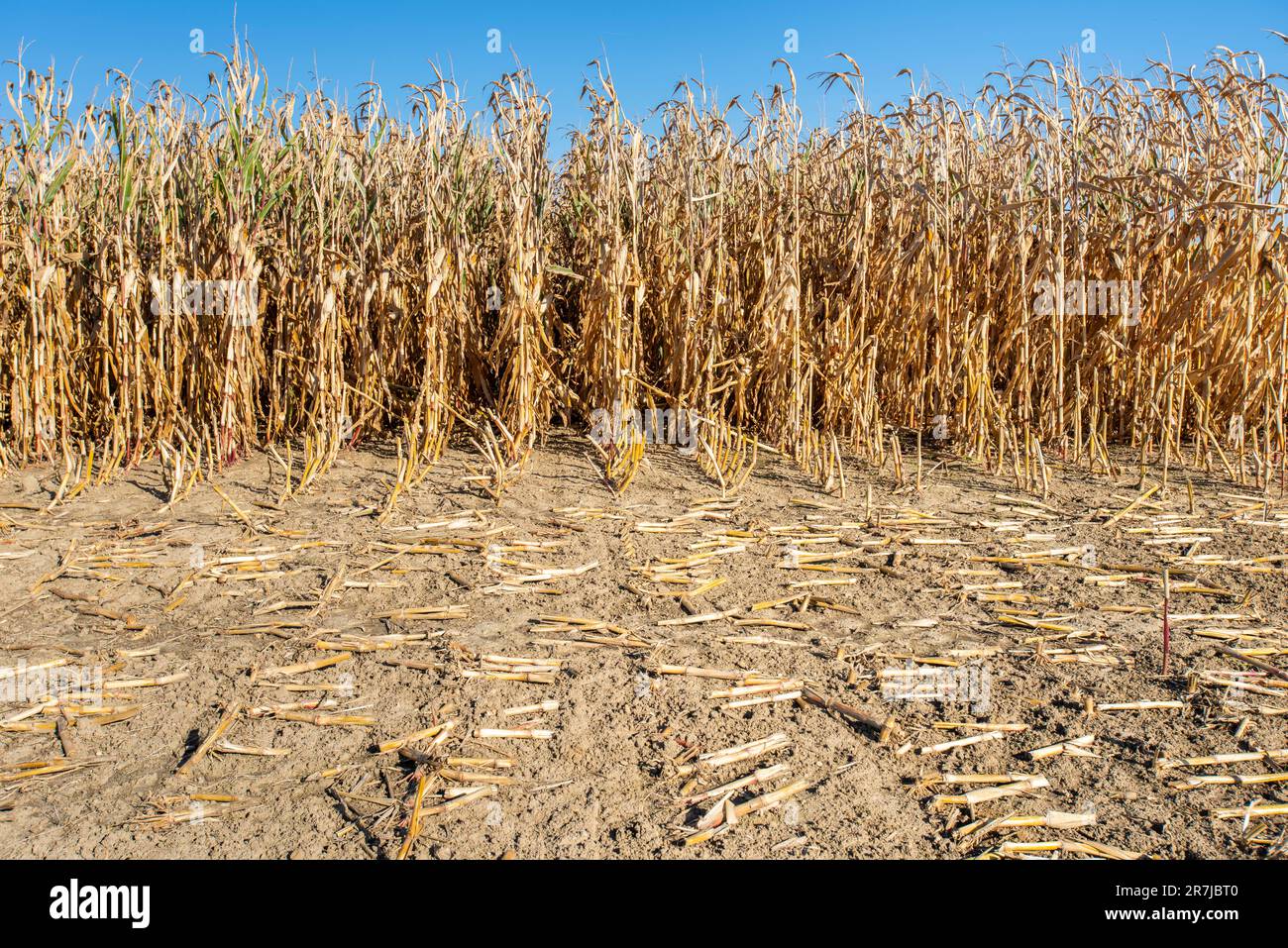 thermometer shows high temperature in summer heat with dryness and lack ...
