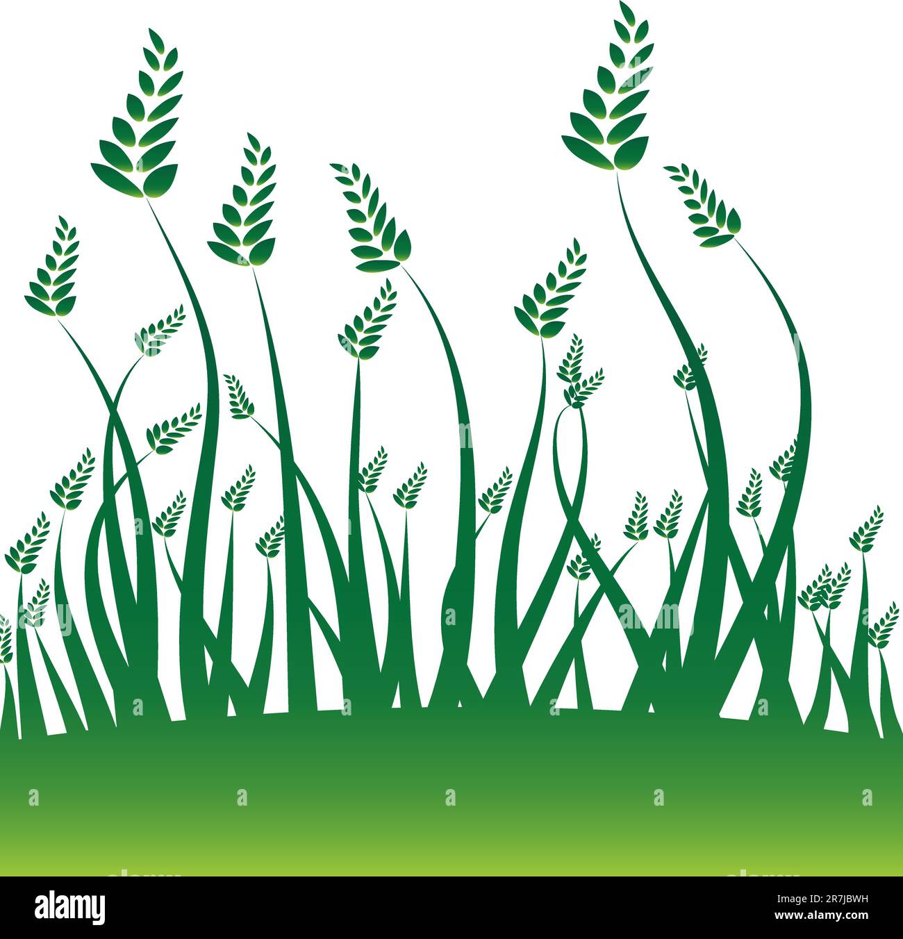 Green wheat Stock Vector Images - Alamy