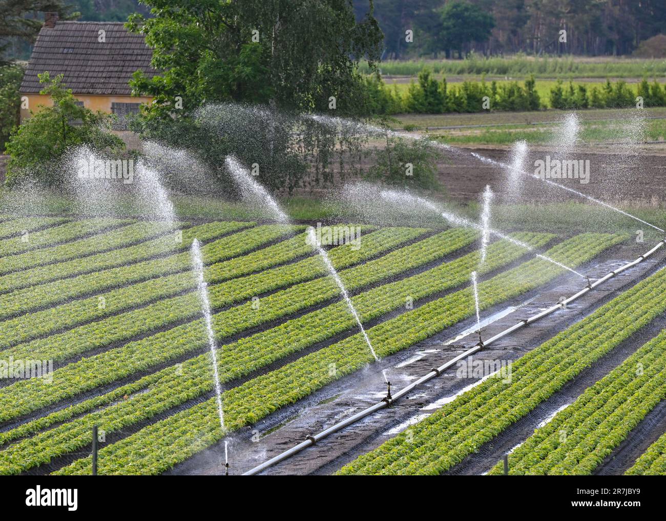 Bad Liebenwerda, Germany. 16th June, 2023. Sprinkler systems distribute ...