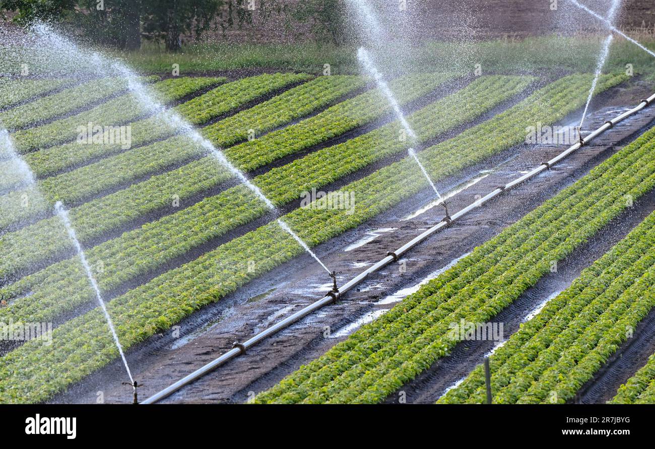 Bad Liebenwerda, Germany. 16th June, 2023. Sprinkler systems distribute ...
