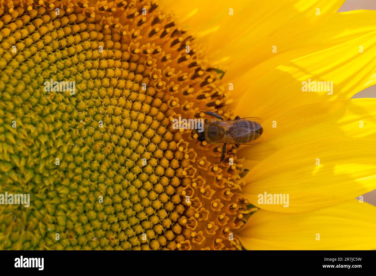 Bee over a Sunflower Stock Photo - Alamy