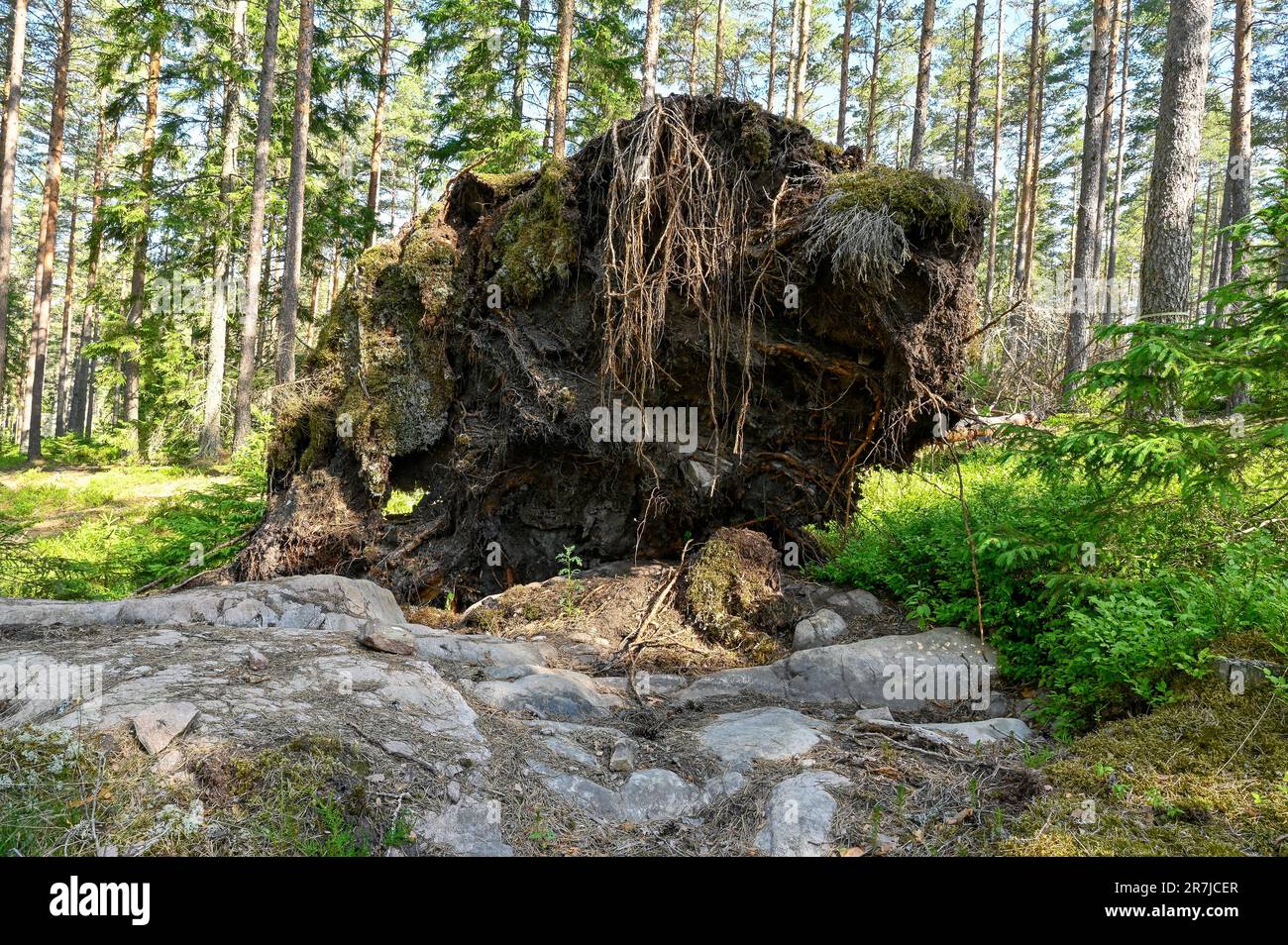 pine forest with windthrow on rock Hallsberg Sweden Stock Photo - Alamy