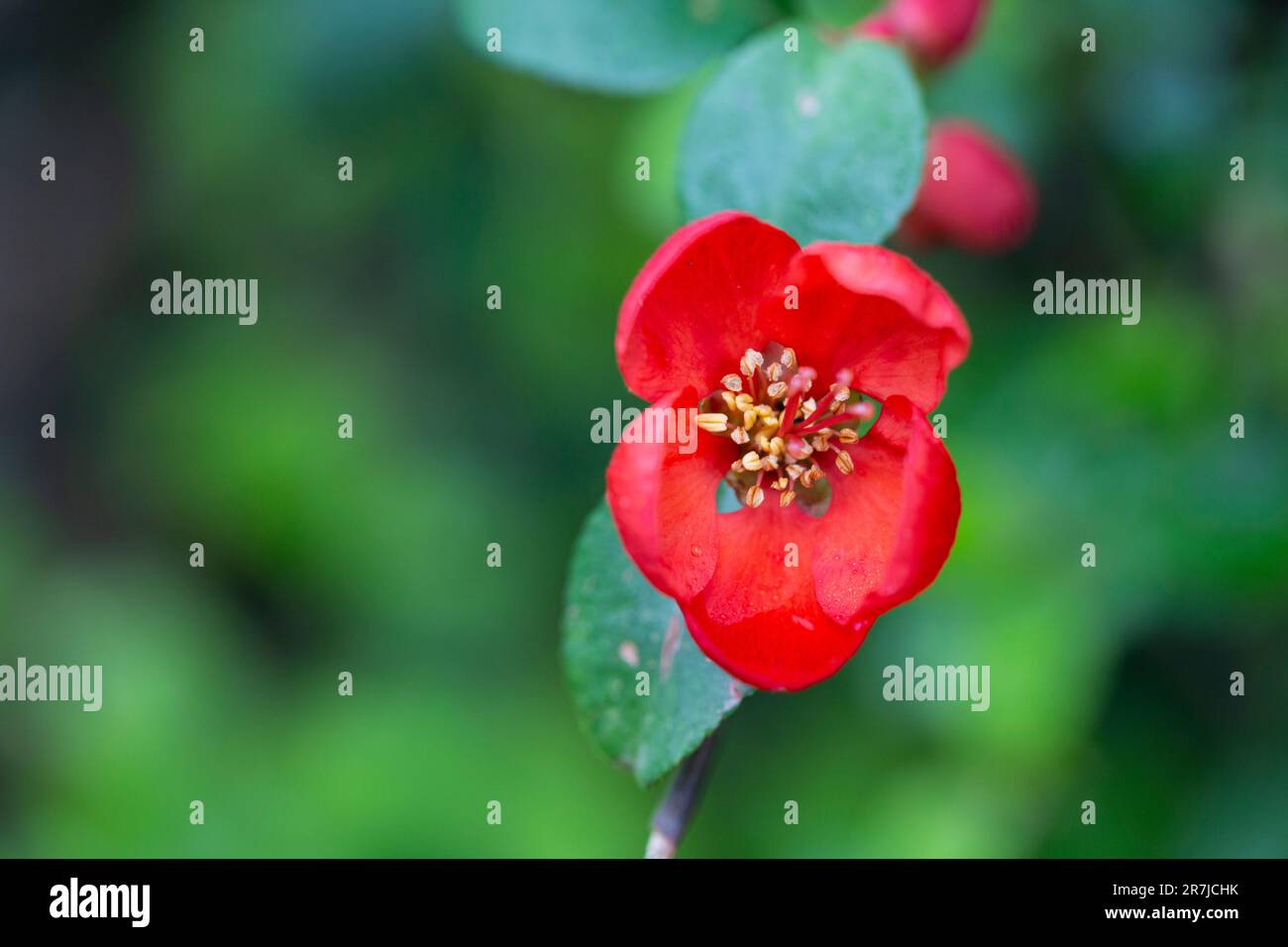 Detail of pretty red flowers of a Japanese quince Chaenomeles japonica ...