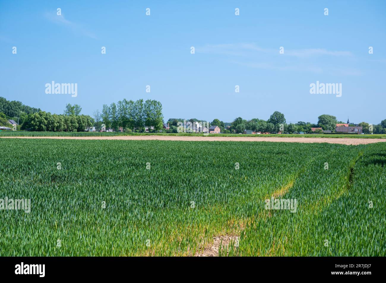 Young corn plantations on an agriculture field at the Flemish ...