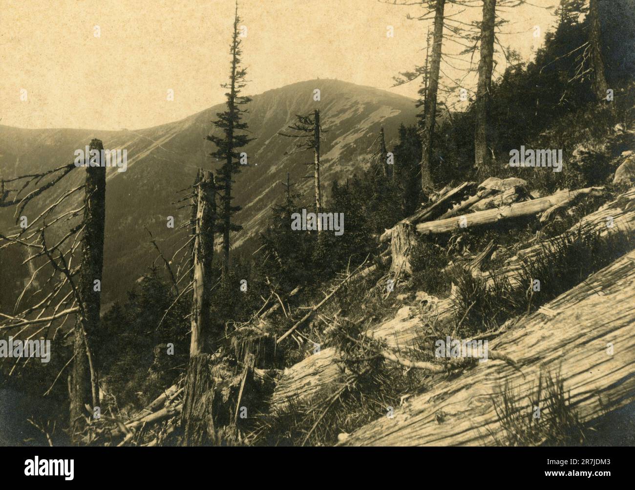 Broken threes in the mountain ridge, Italy 1910s Stock Photo - Alamy