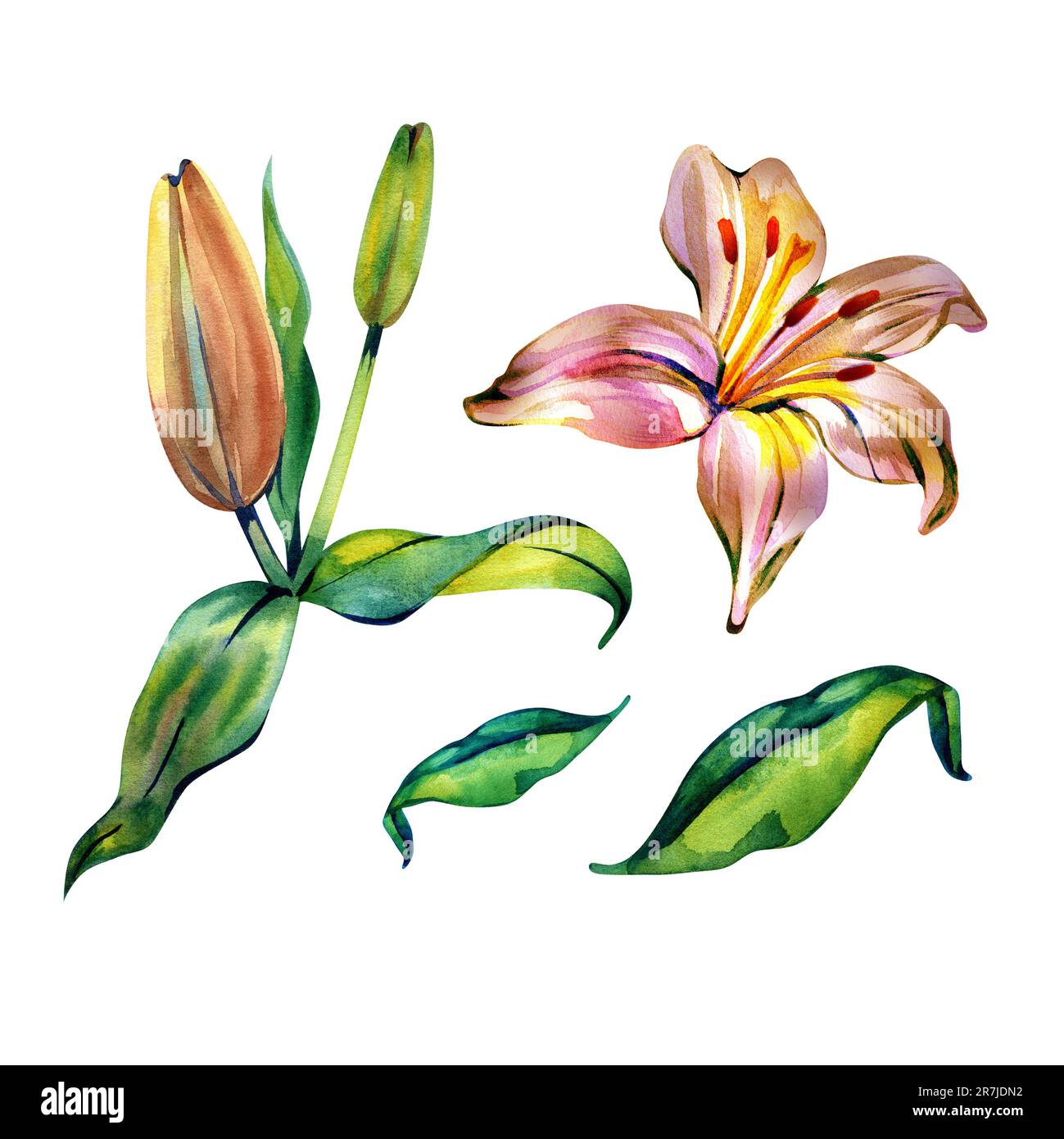 Stylized lily hi-res stock photography and images - Alamy