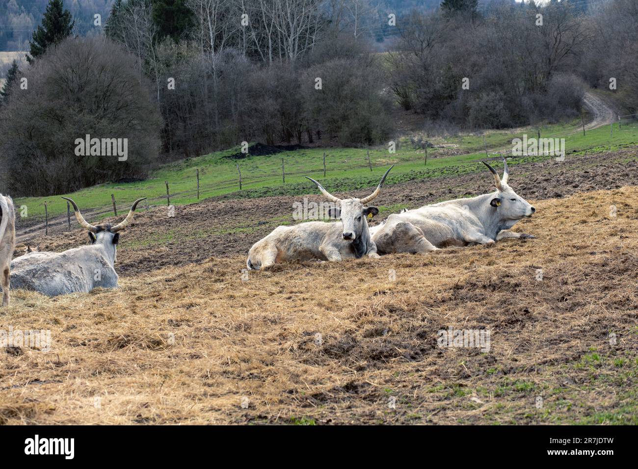 Hungarian grey cattle on a farm. High quality photo Stock Photo - Alamy