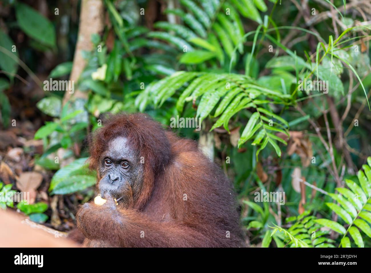 Portrait of Bornean Orangutan, Pongo pygmaeus in Latin name, semi wild ...