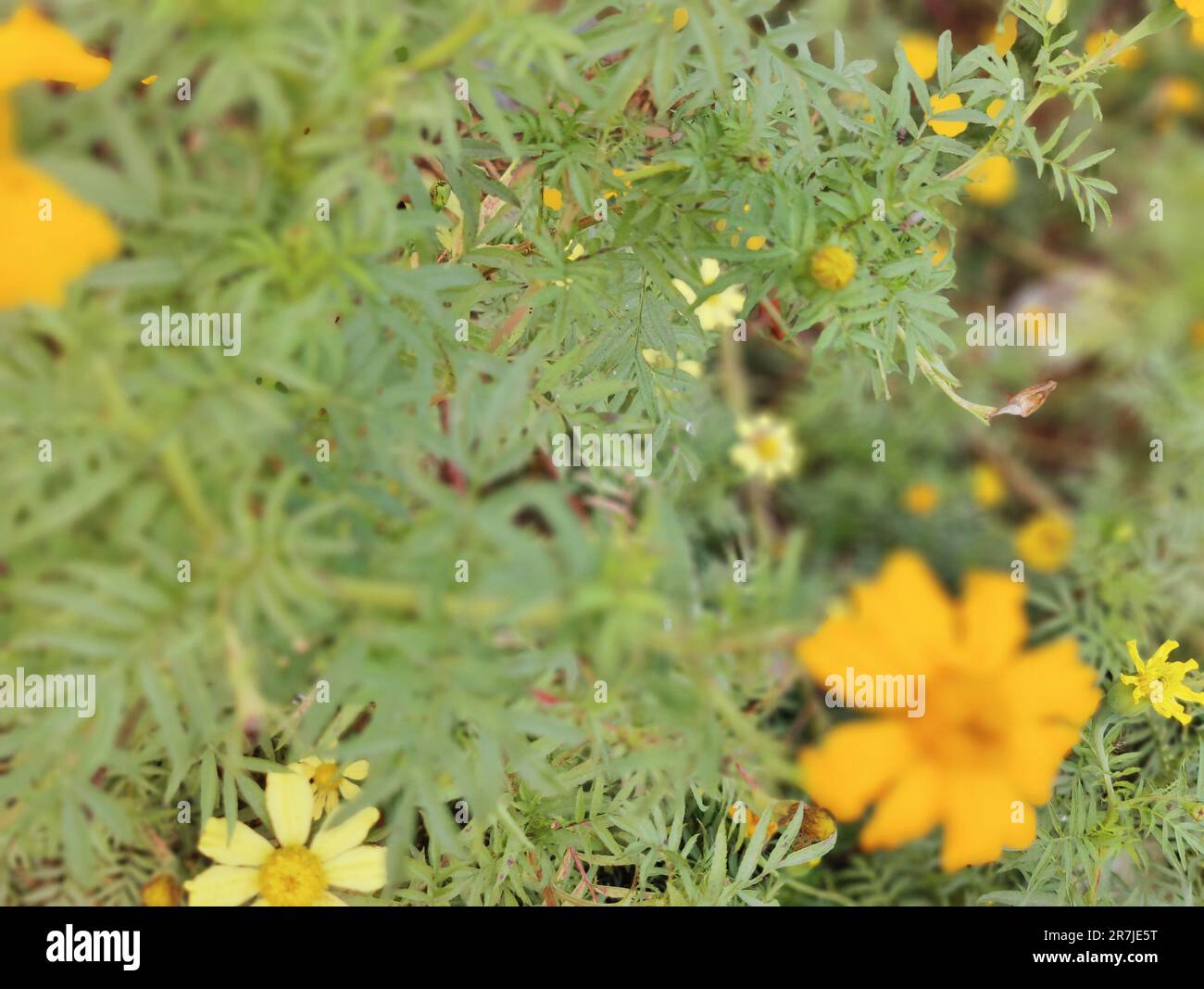 Tree, sky, beautiful nature . beautiful sky, tree nature village ...