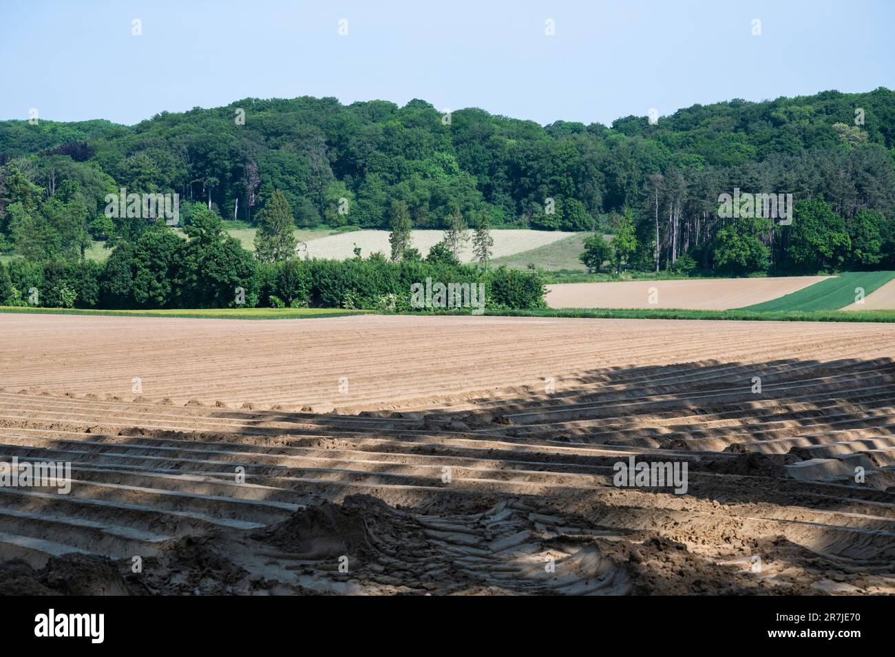 Brown soil of patato field plantations at the Flemish countryside ...