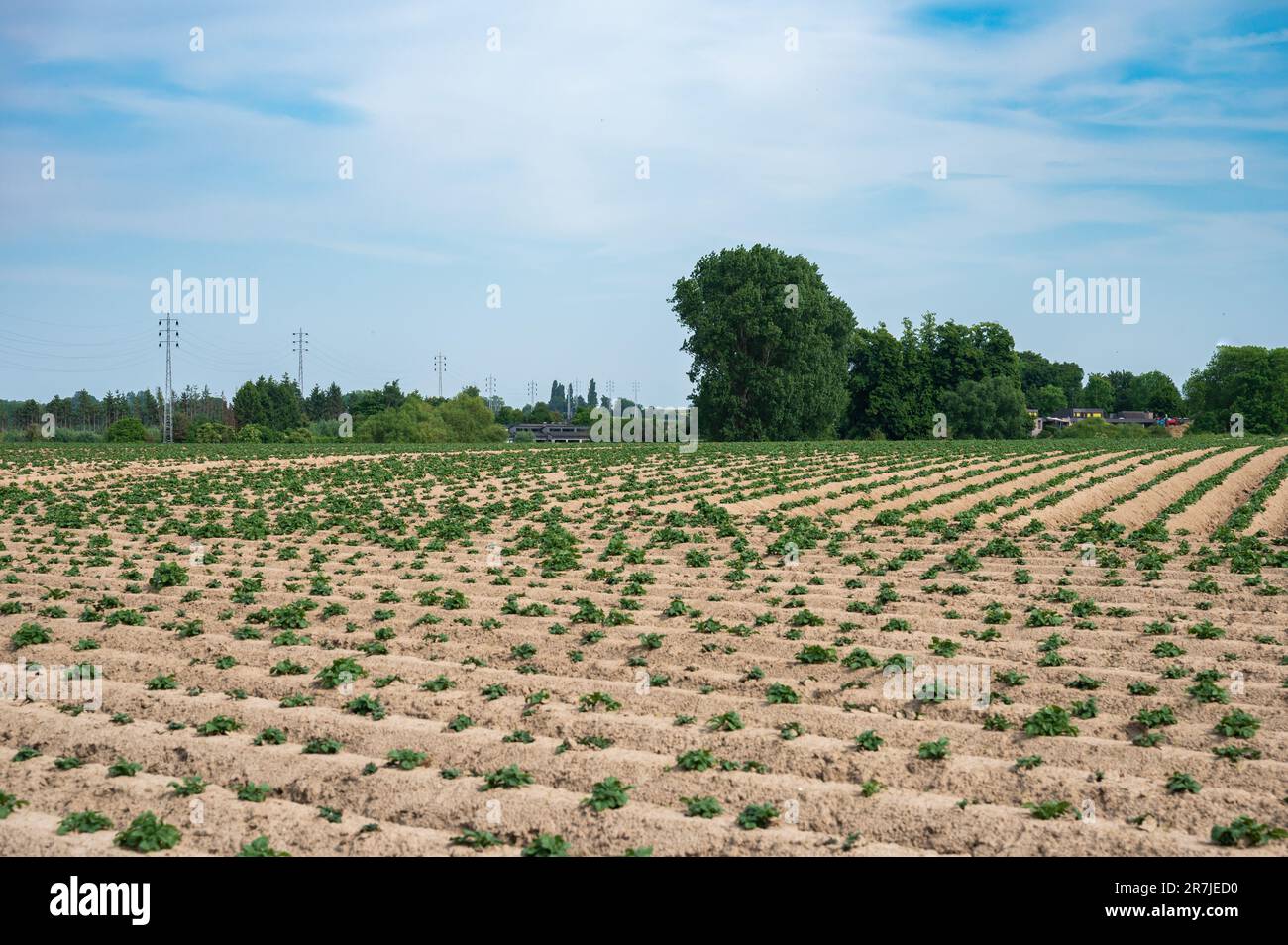 Fresh plants of patato in a row at an agriculture field in Flanders ...
