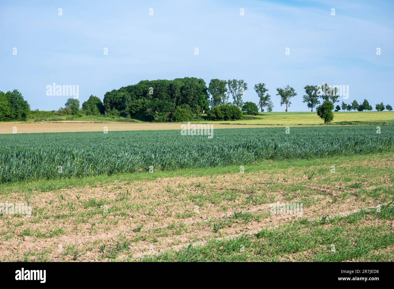 Green agriculture fields with rye and wheat plantations at the Flemish ...