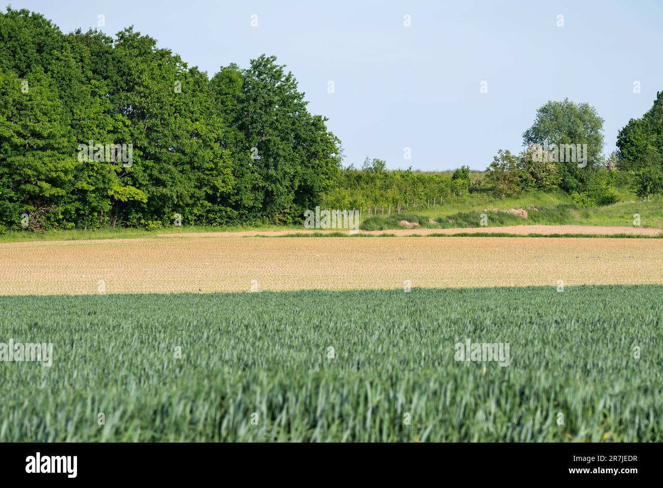 Green agriculture fields with rye and wheat plantations at the Flemish ...