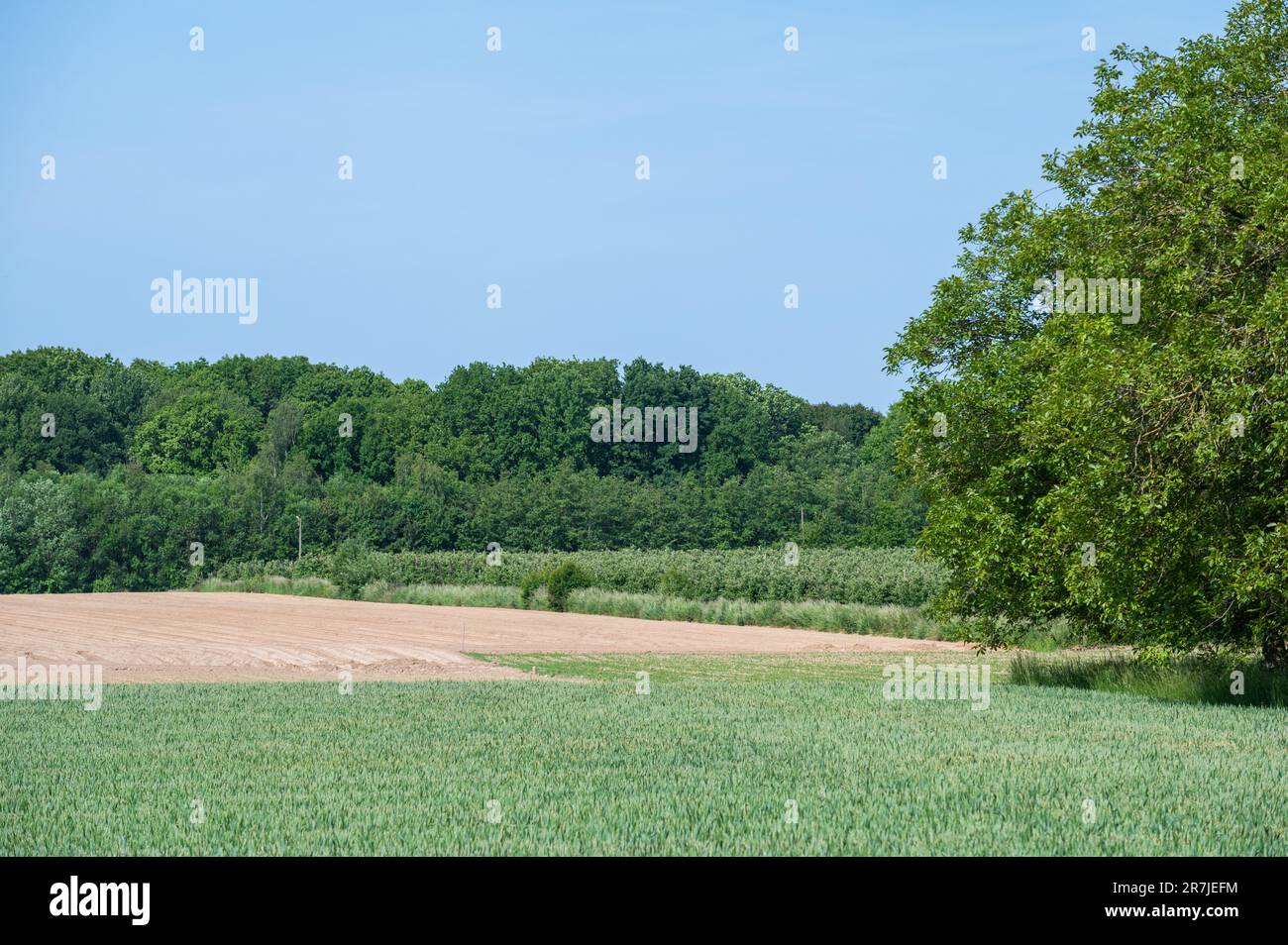 Agriculture fields with rye, wheat and woods at the Flemish countryside ...