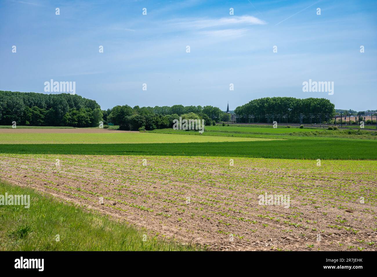 Green agriculture fields with fresh plantation at the Flemish ...