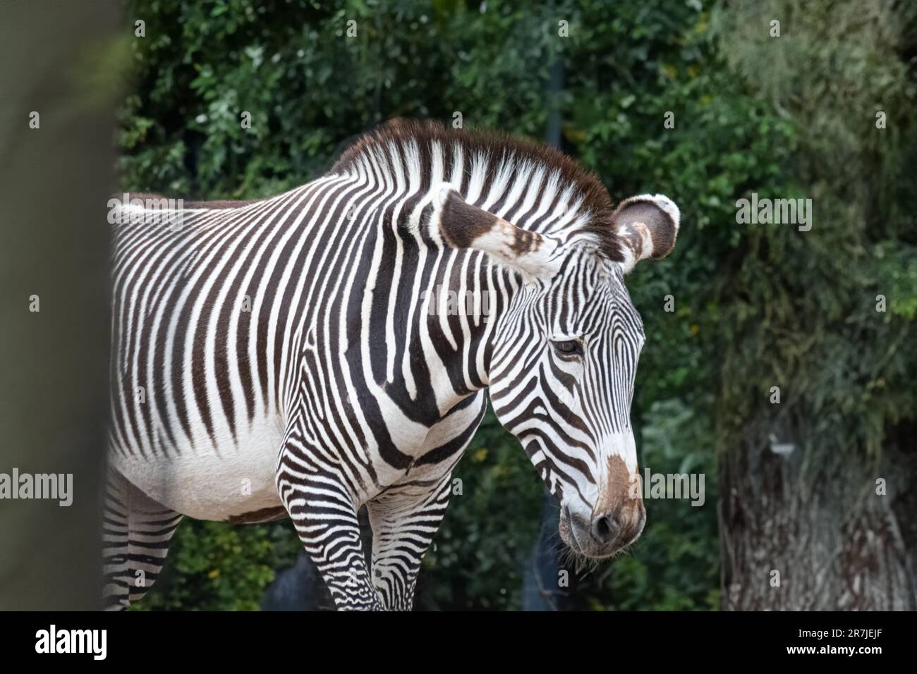 Zebra in zoo enclosure hi-res stock photography and images - Alamy