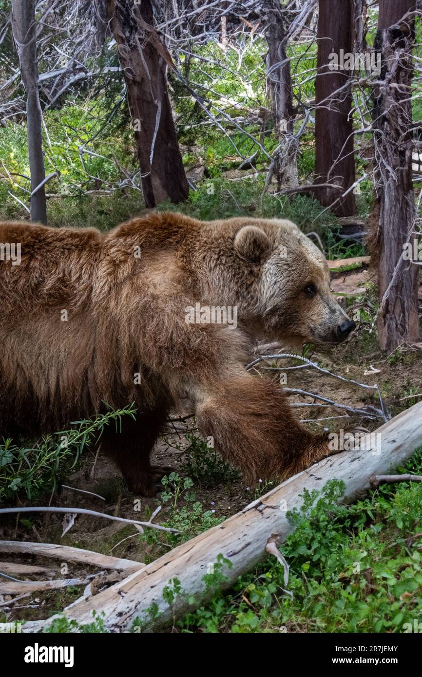 A brown bear in its natural habitat, standing atop a rocky landscape ...